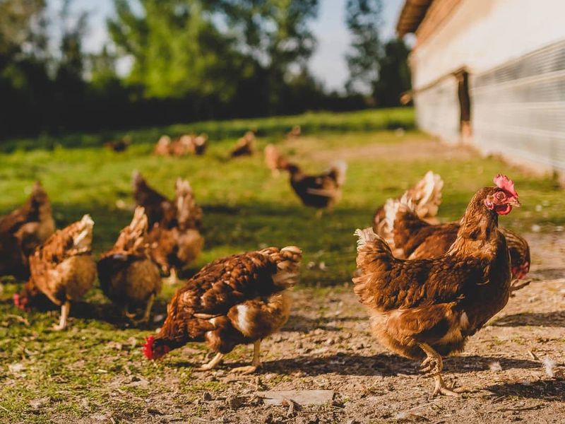 Código QR busca trazar origen de los alimentos e impacto ambiental ...